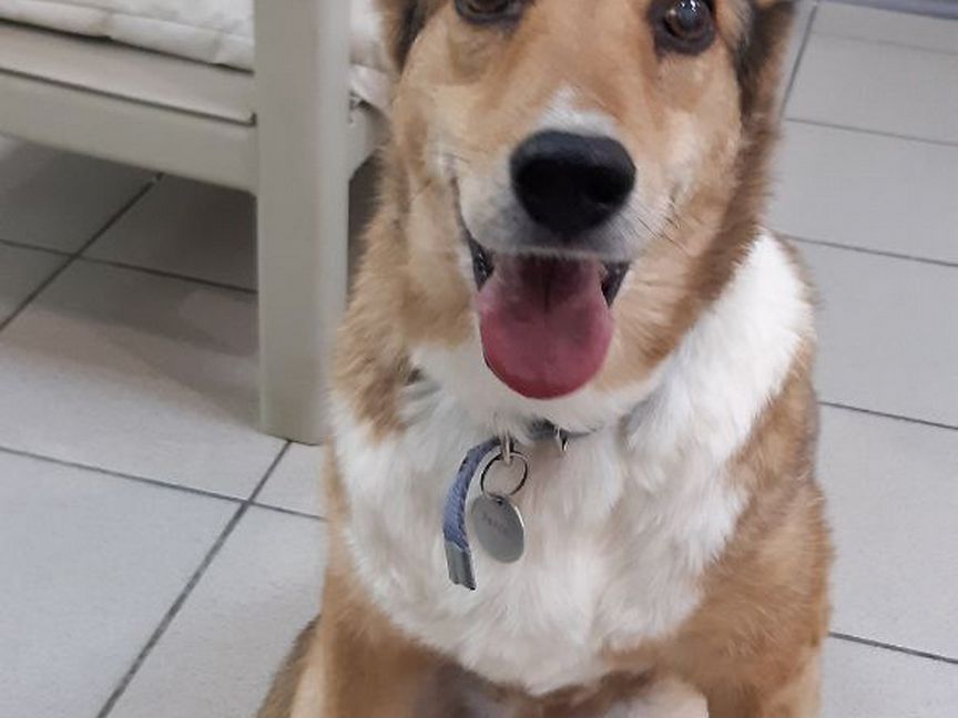 Собака спинальник из приюта