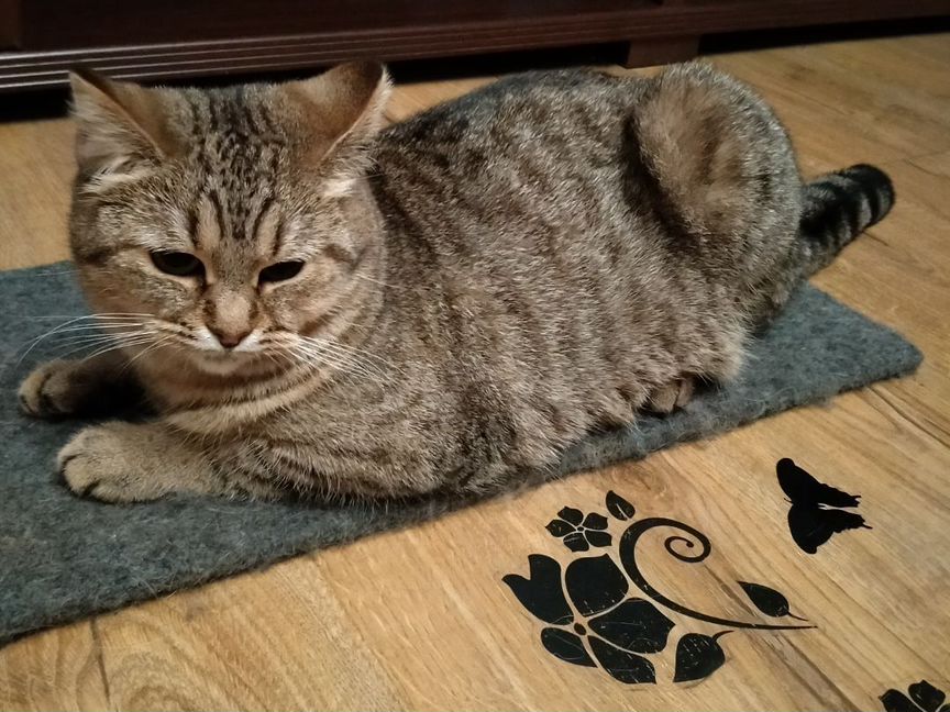 Нежная кошка в добрые руки