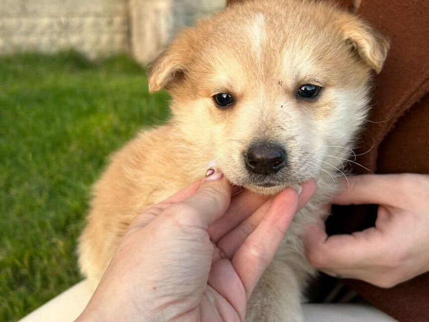 Щенок в добрые руки