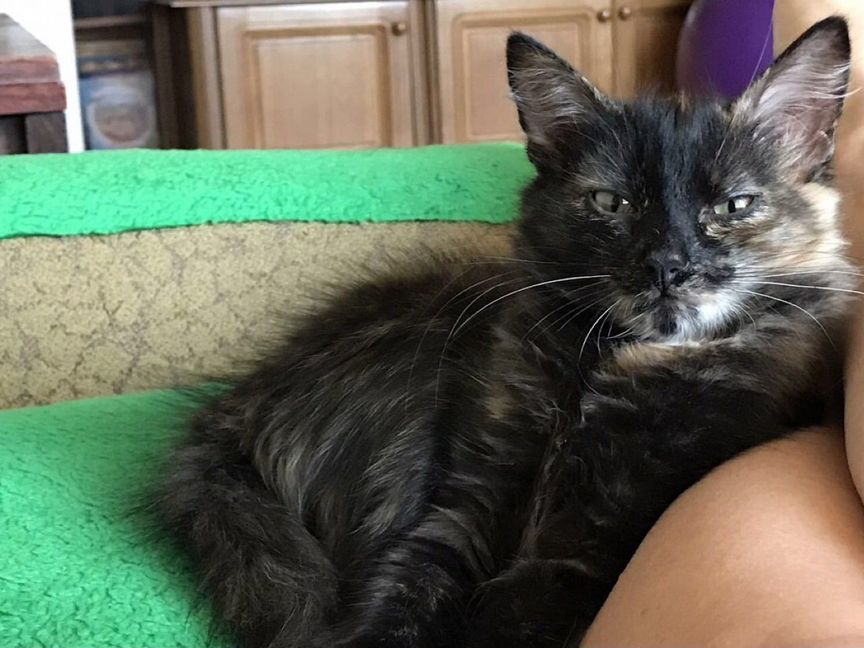Черный котенок девочка