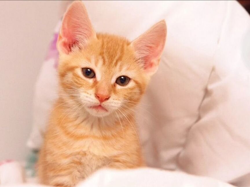 Красивый мальчик рыжий котенок