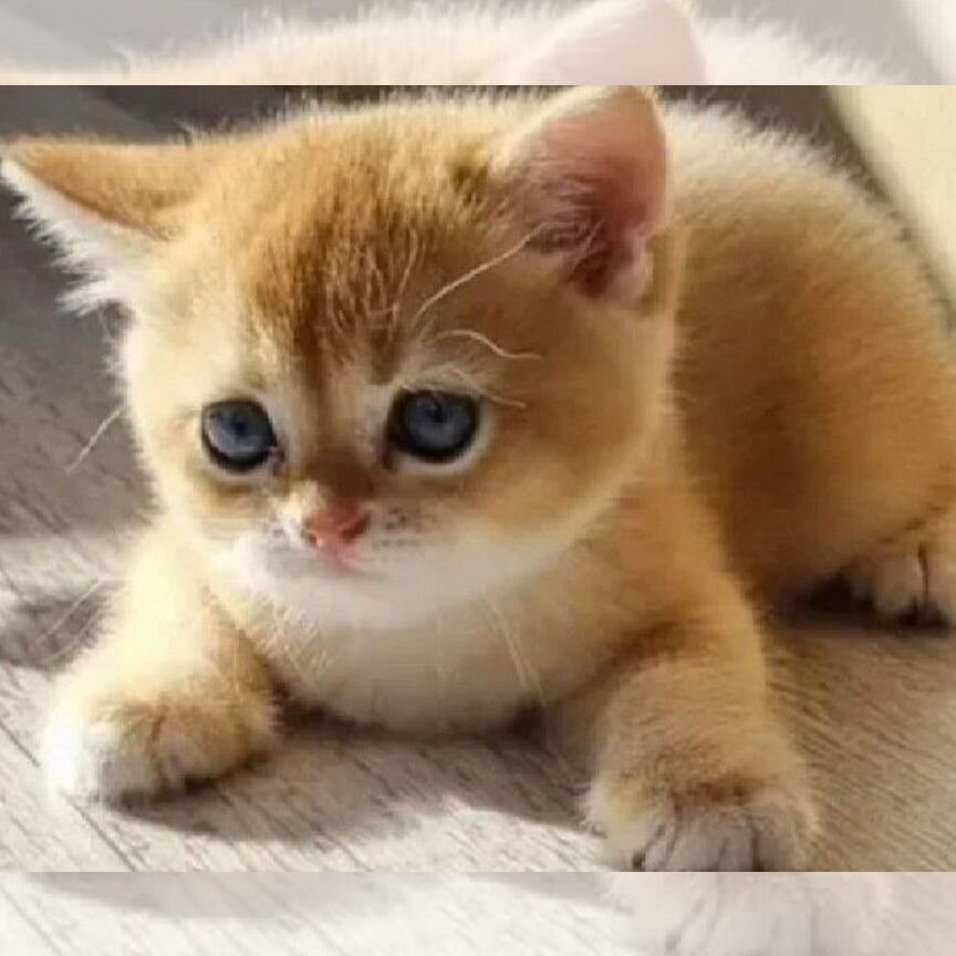 Шиншилловые золотые котомалыши