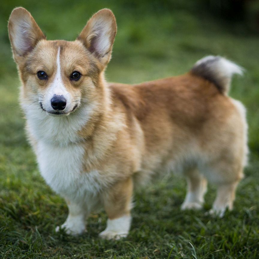 Вязка вельш корги пемброк