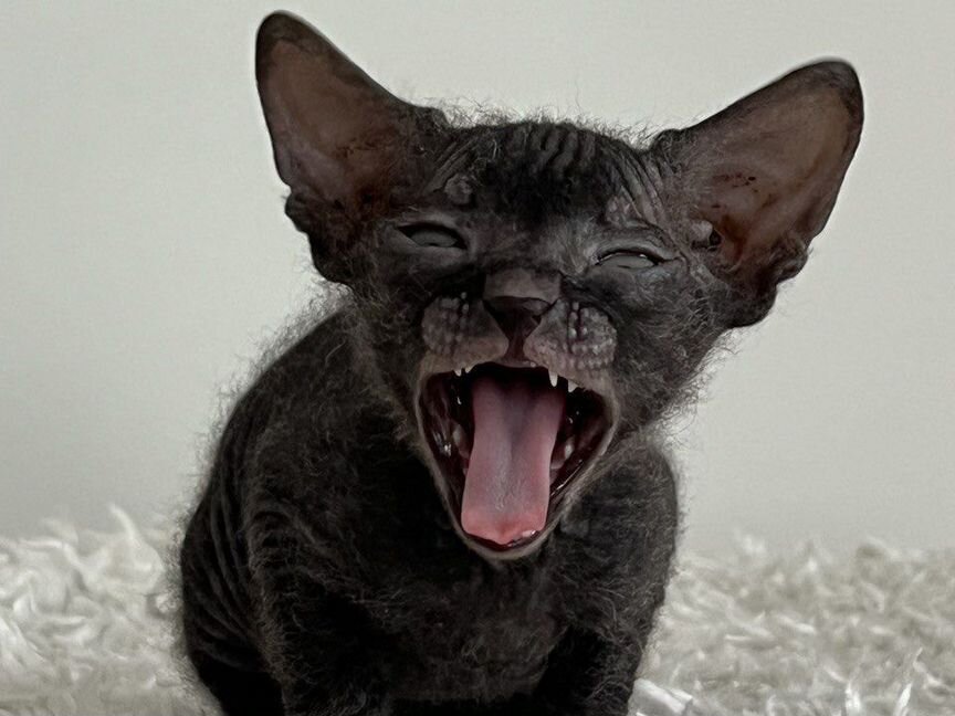 Котенок донского сфинкса велюр