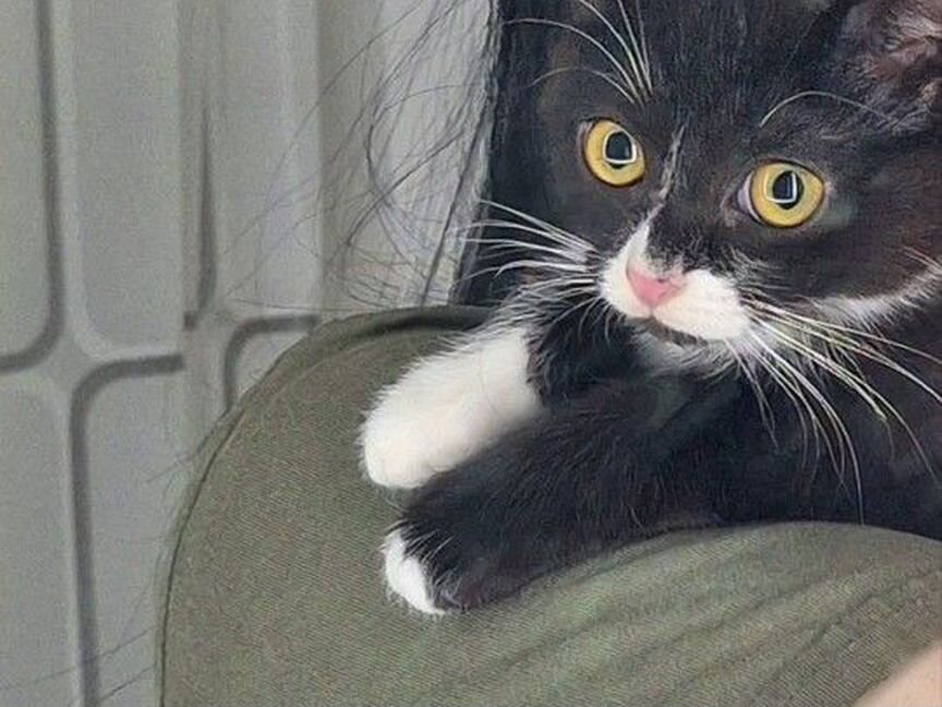 Кошка