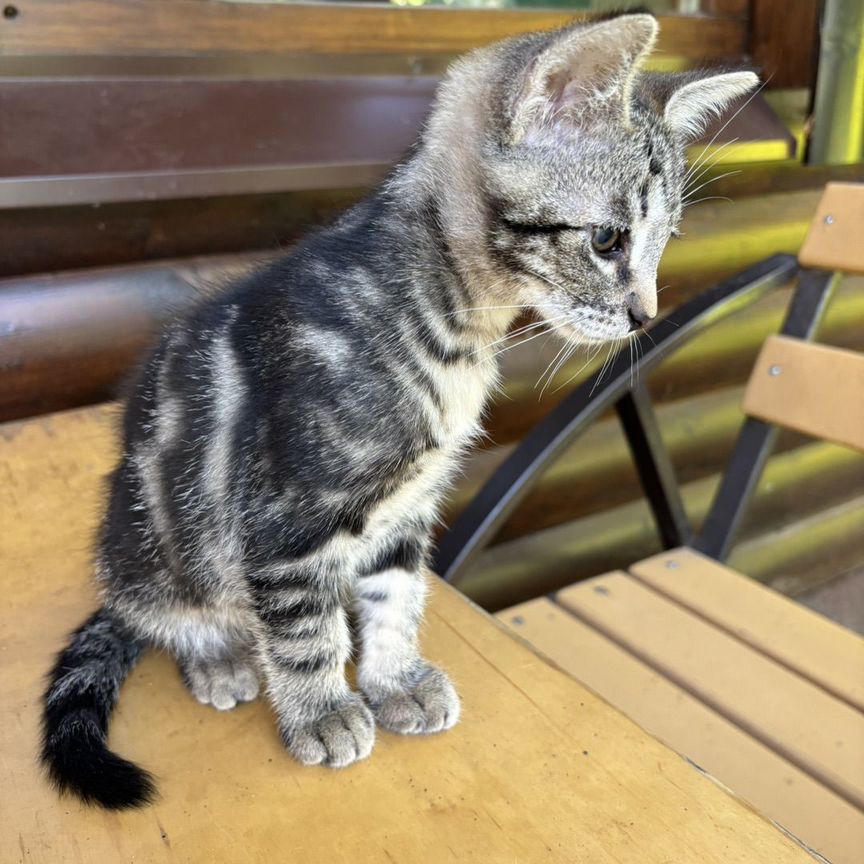 Котенок