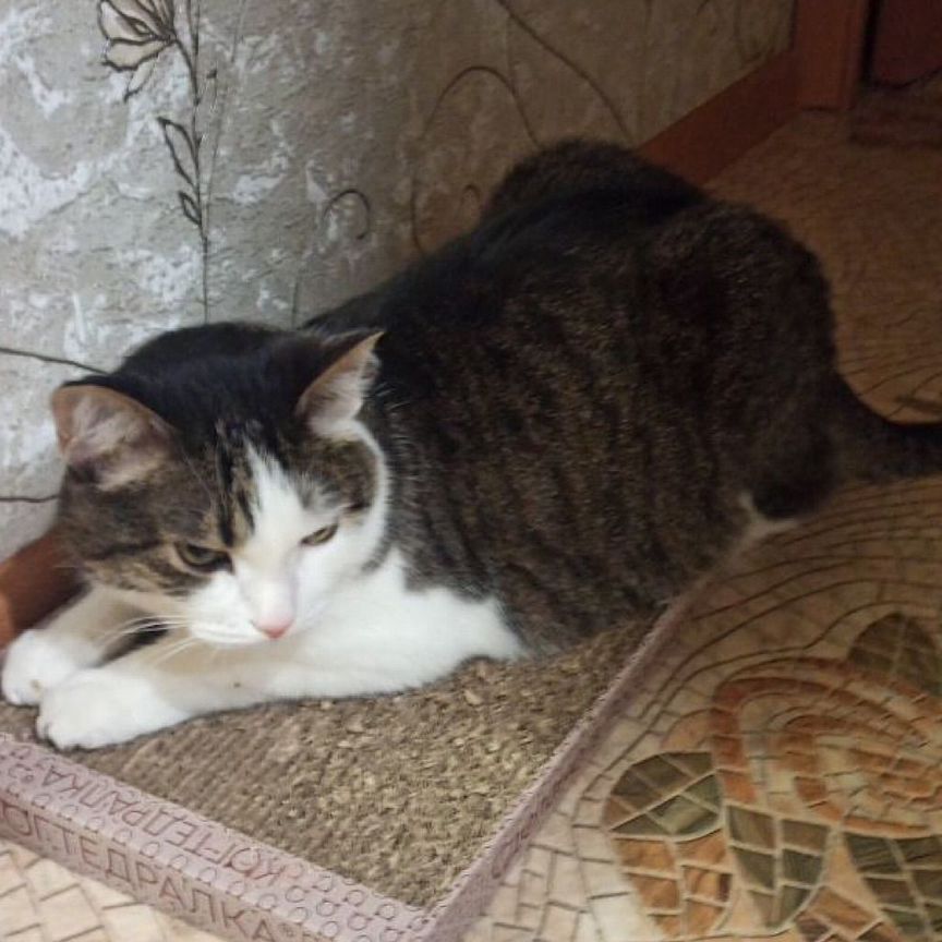 Европейский короткошёрстный, взрослый кот