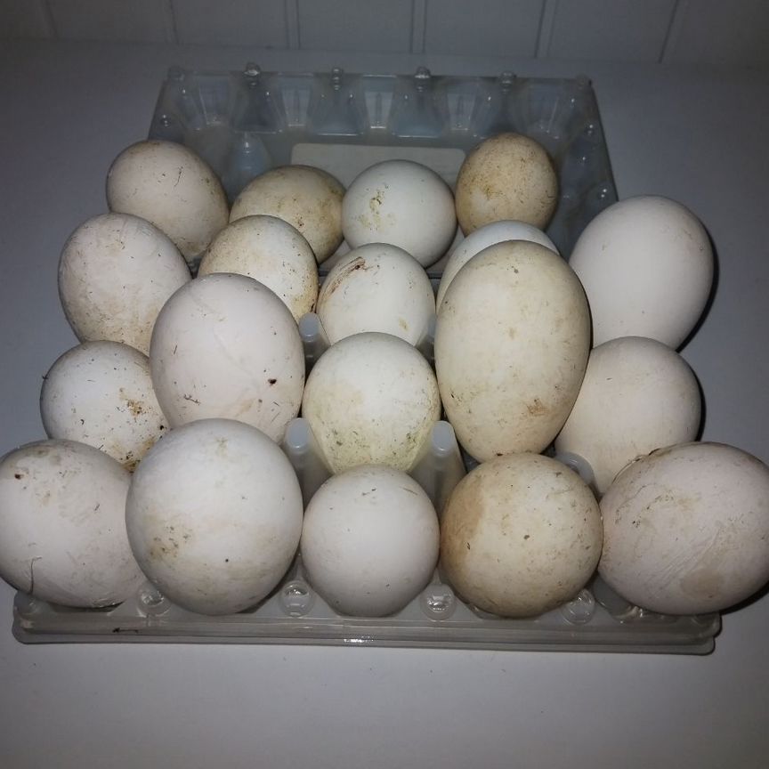 Инкубационное гусиное яйцо