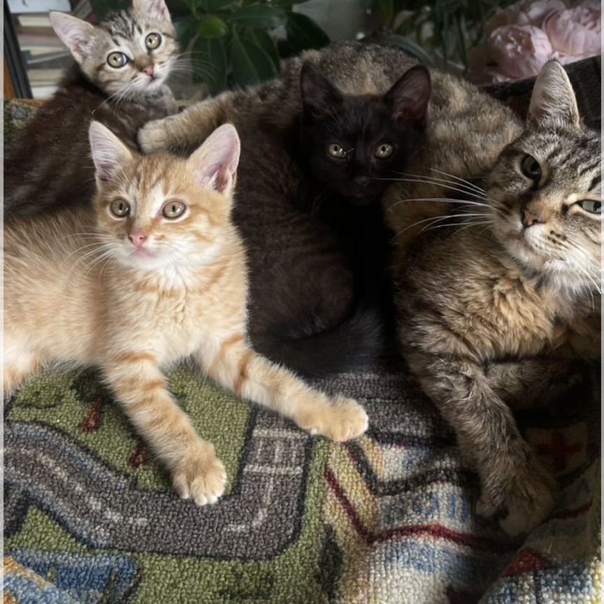 Котята в добрые руки