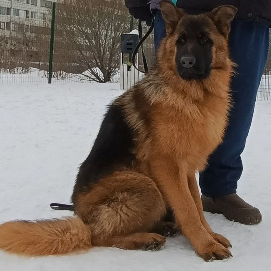 Немецкая овчарка, щенок