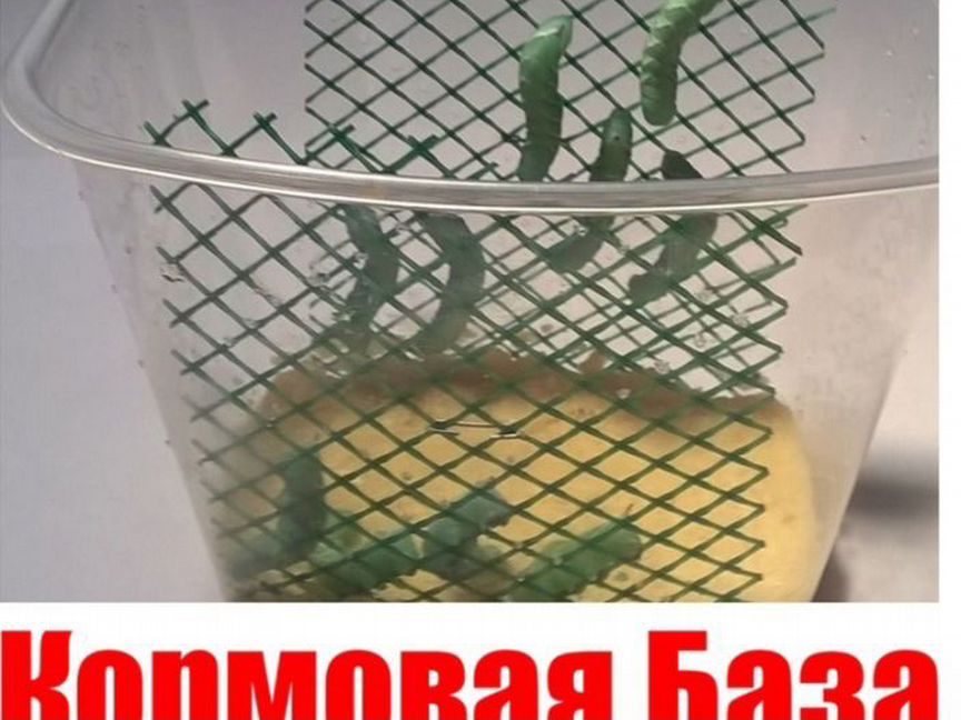 Сухой корм для гусениц