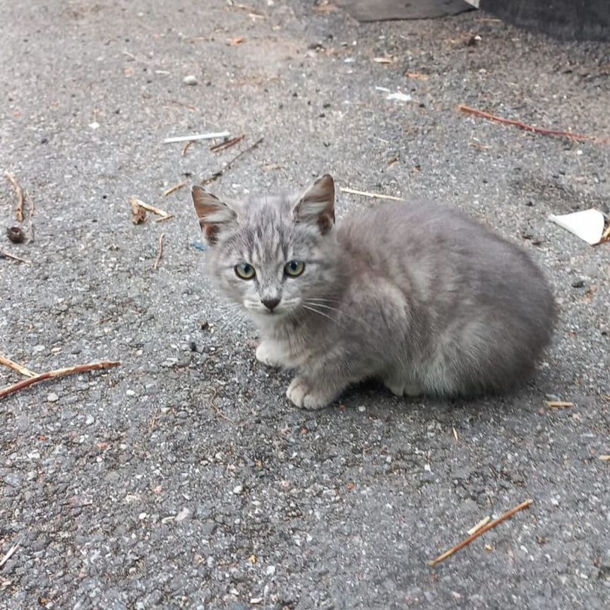 Раздаются котята