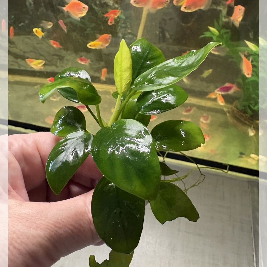 Аквариумные растения анубиас