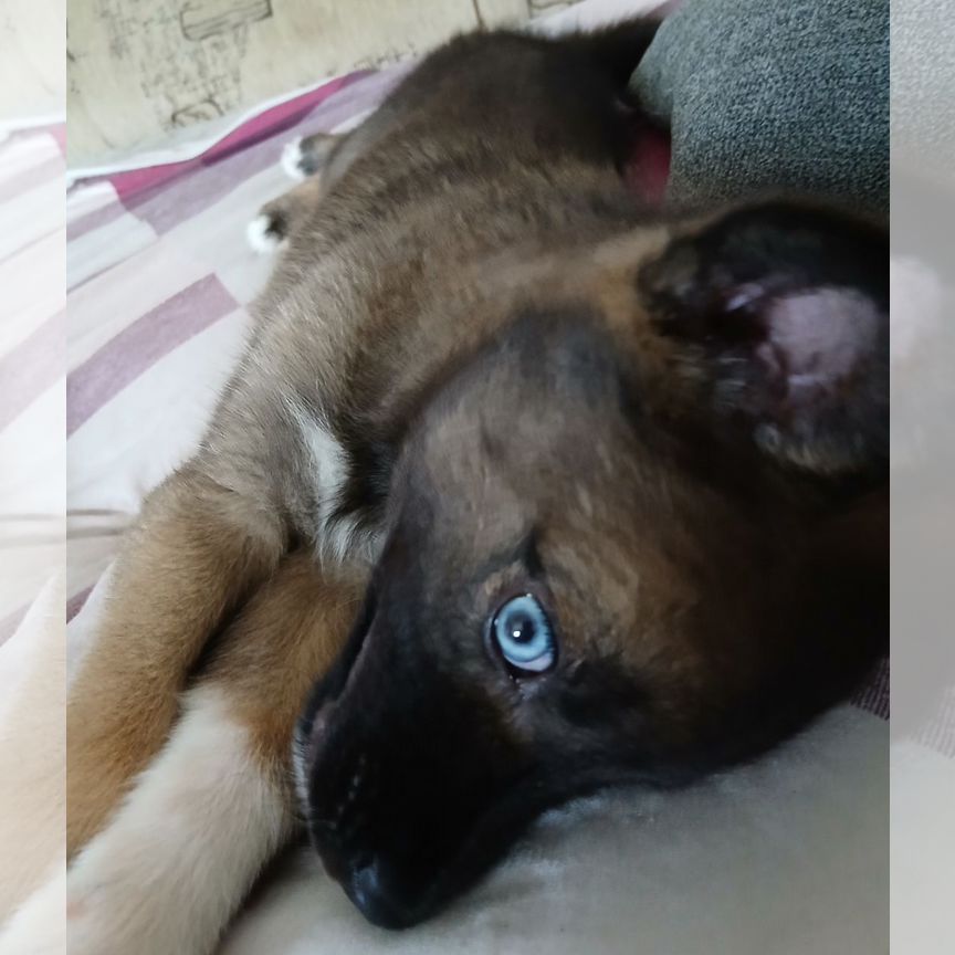 Сибирский хаски, щенок