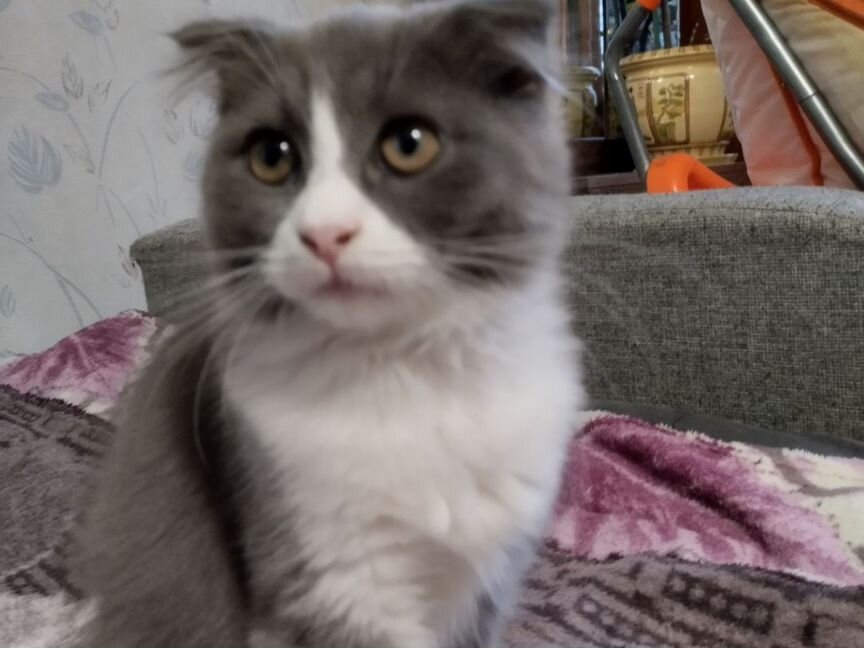 Кошка в дар