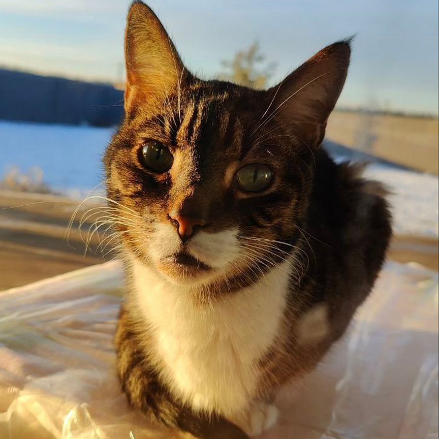 Взрослый кот в добрые руки