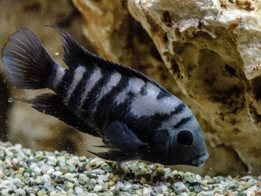 Аквариумные рыбки продам