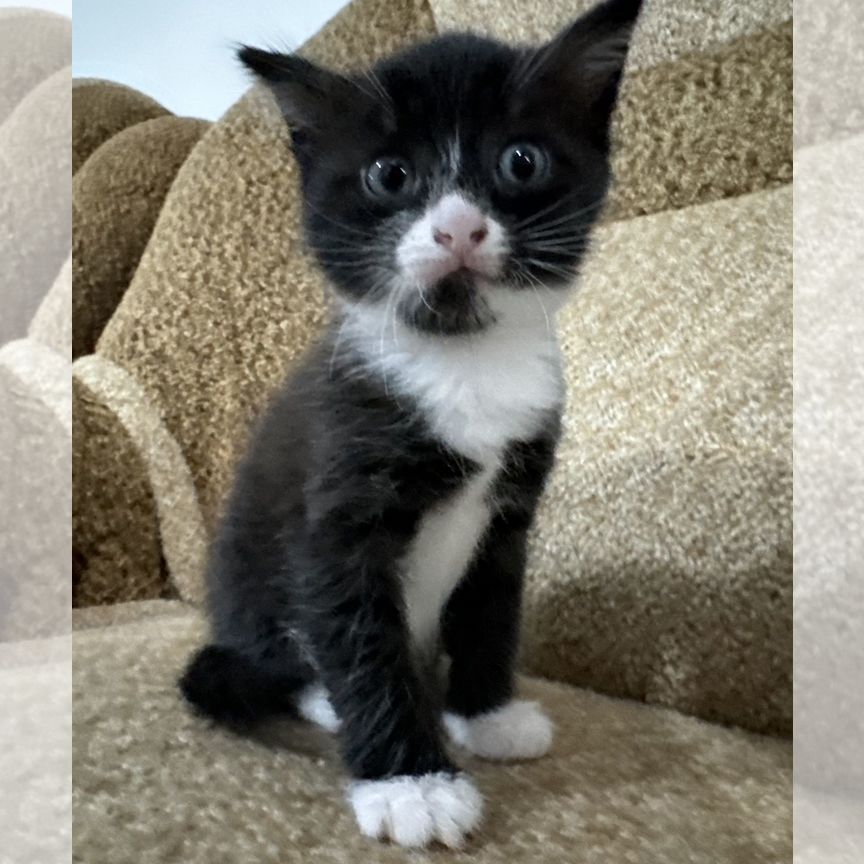 Котёнок в добрые руки