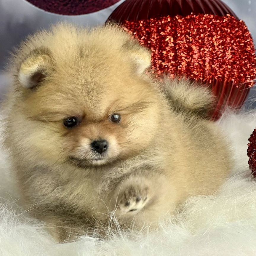 Померанский шпиц, щенок