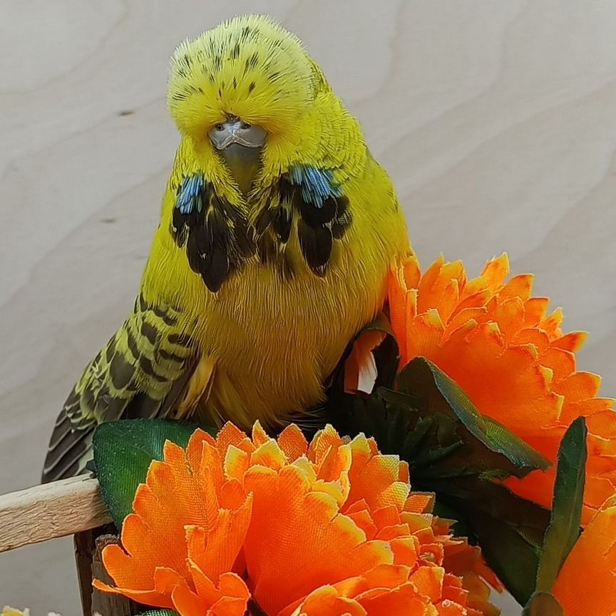 Ввп чех самка, получех самец