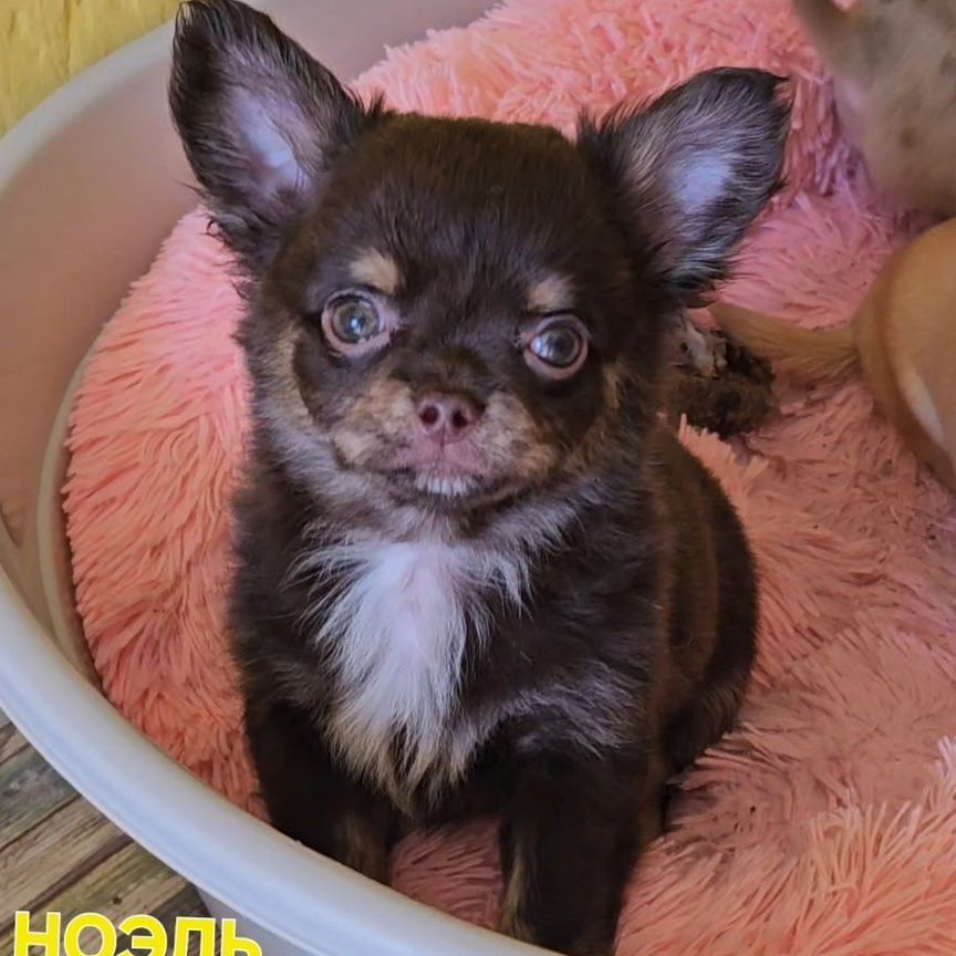 Чихуахуа, щенок