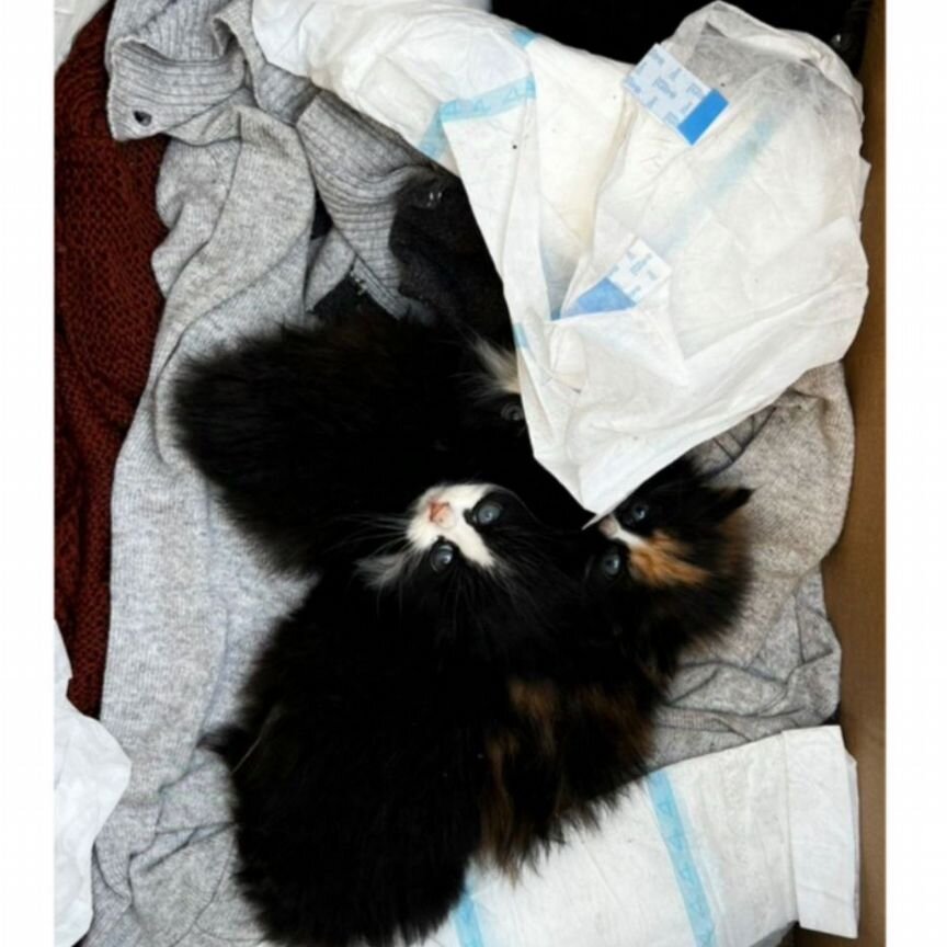 Коробка котят с оставленных дач