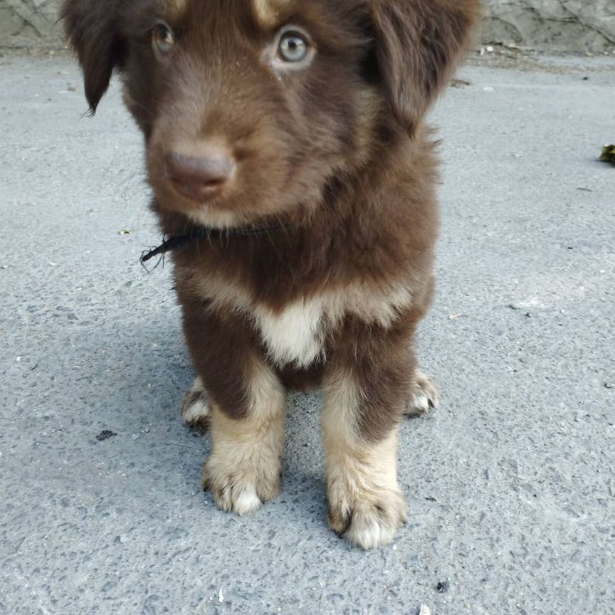 Пупсята ищут дом