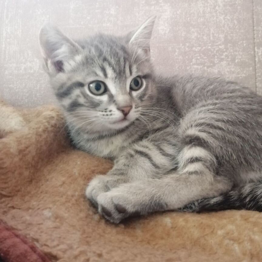 Котёнок, девочка
