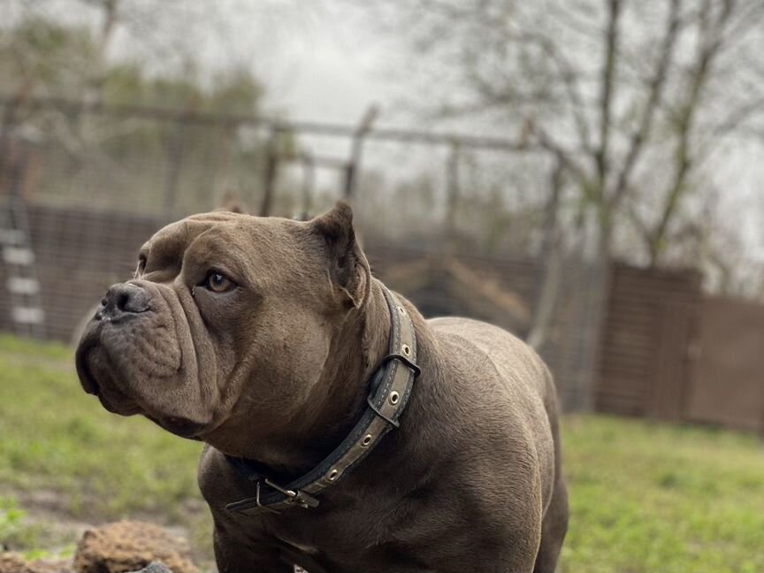 Американский булии покет вязка