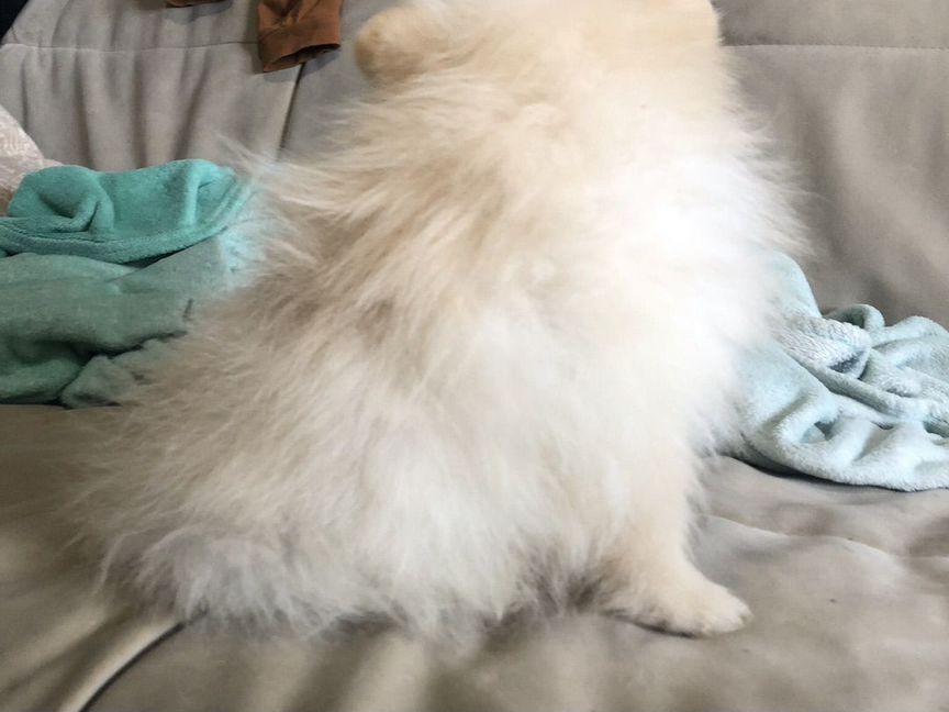 Померанский шпиц мини микро