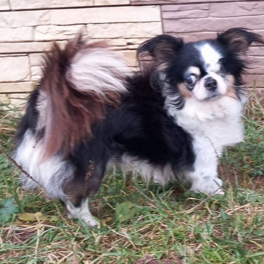 Мальчик Чихуахуа ищет дом