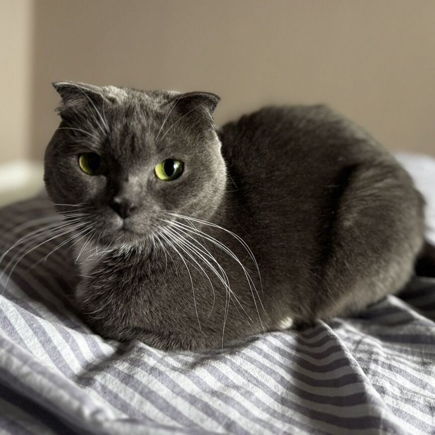 Британская кошка