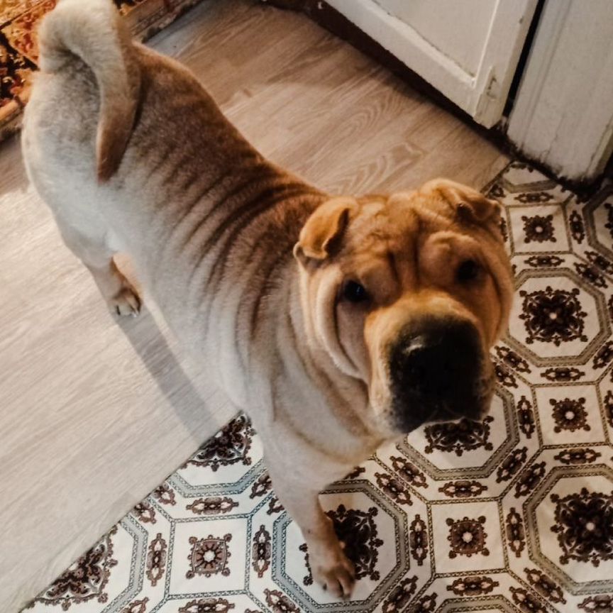 Шарпей, взрослая собака