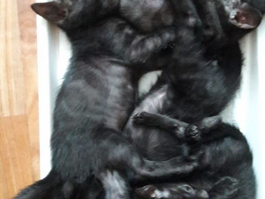 Кошка