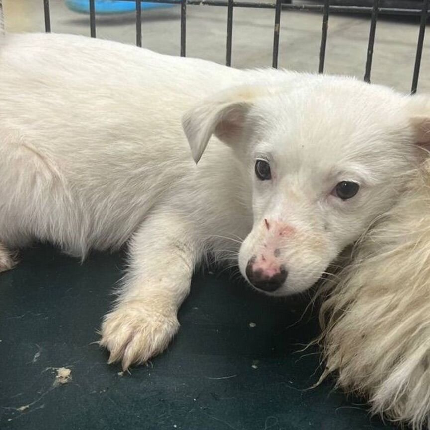 Щенок в добрые руки