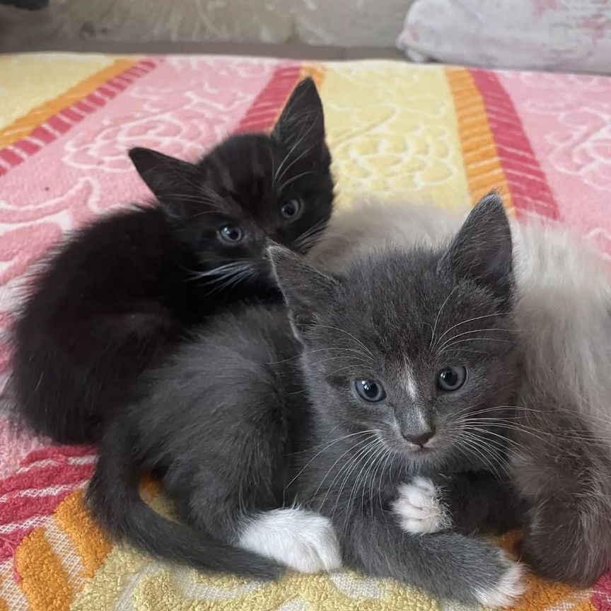 Невский маскарадный котёнок