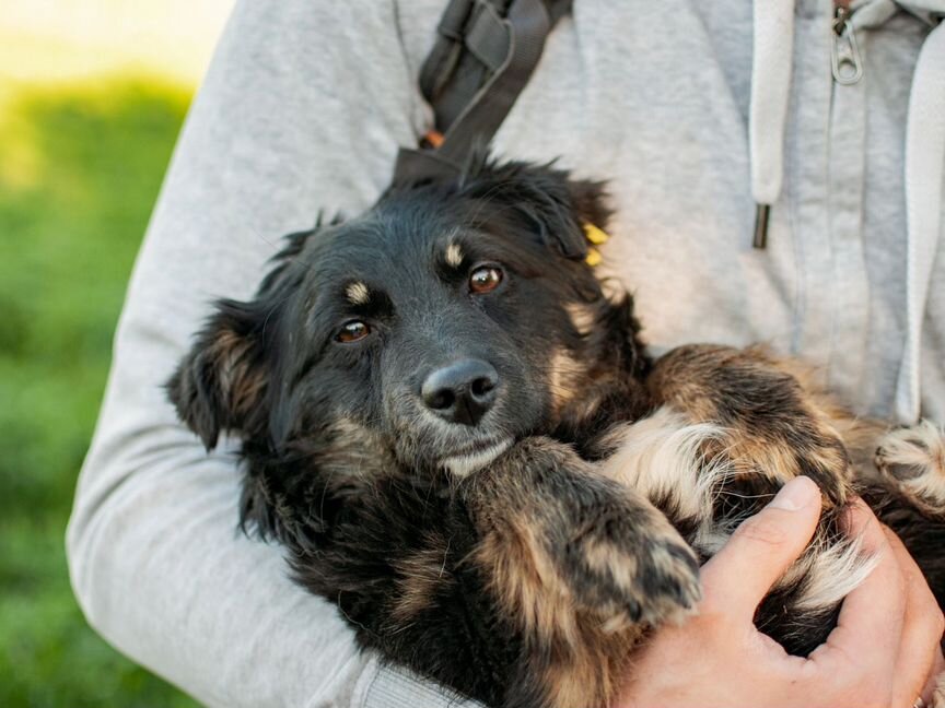 Небольшая собака из приюта в добрые руки бесплатно
