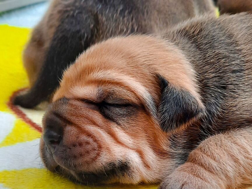 Малыши Ка Де Бо, мальчики и девочка