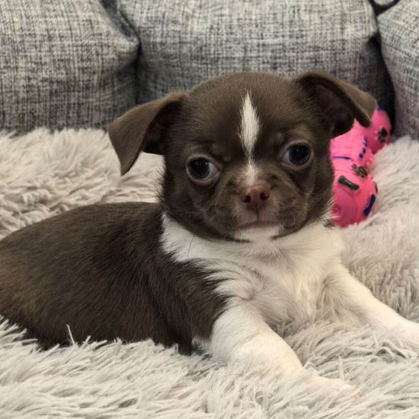 Чихуахуа, щенок