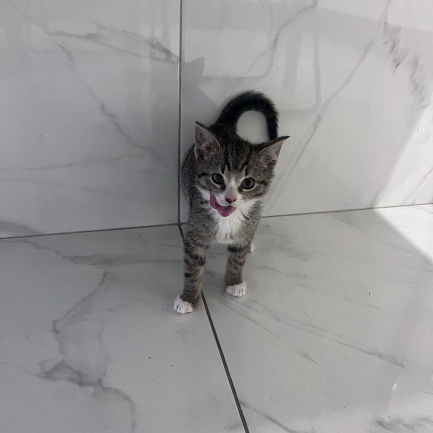 Котенок в добрые руки