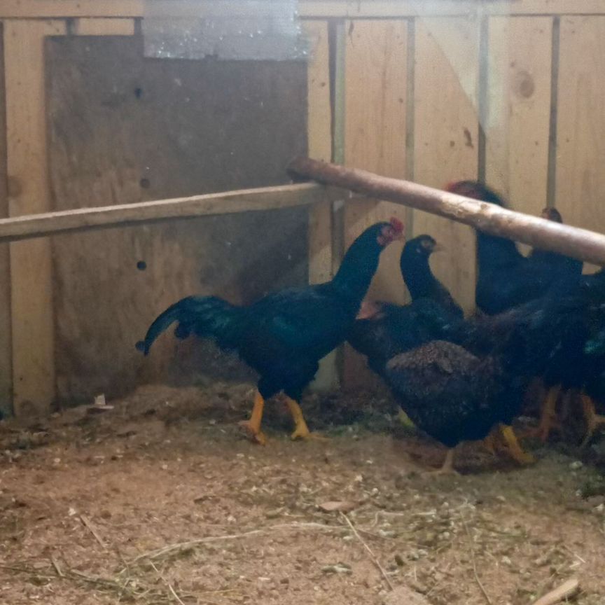 Петух Корниш