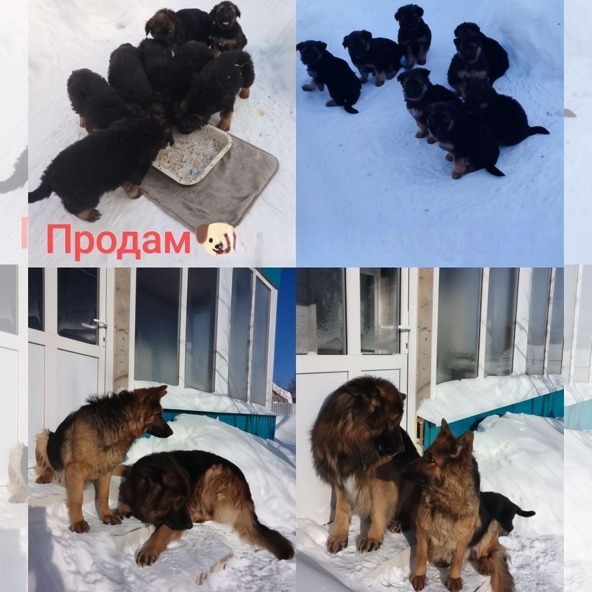 Немецкая овчарка, щенок