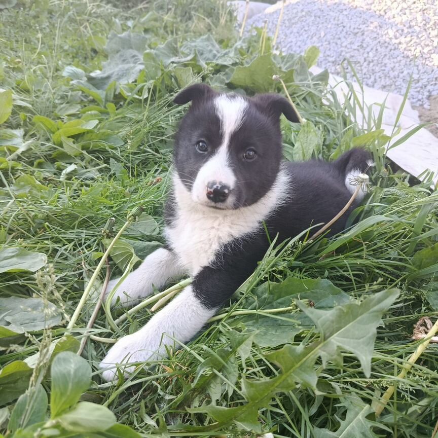 Русско-Европейская лайка