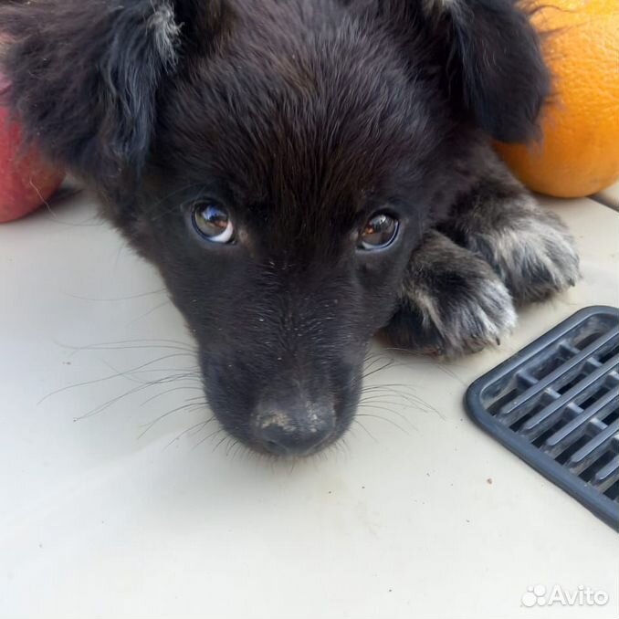 Чудо-парень 2 месяца. Будет ниже колена