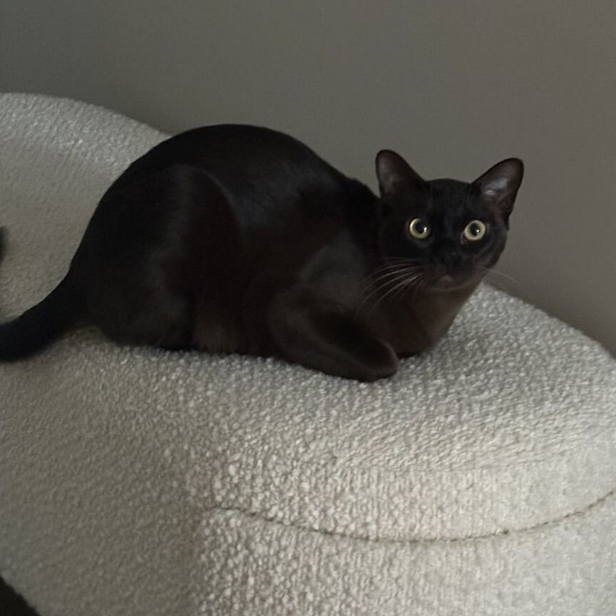 Европейская бурманская, взрослая кошка