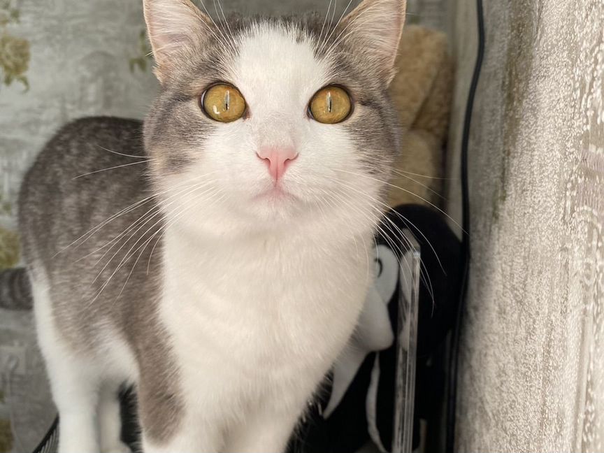 Шатланский кот