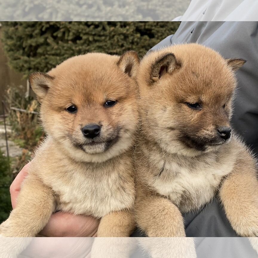Сиба-ину, щенок