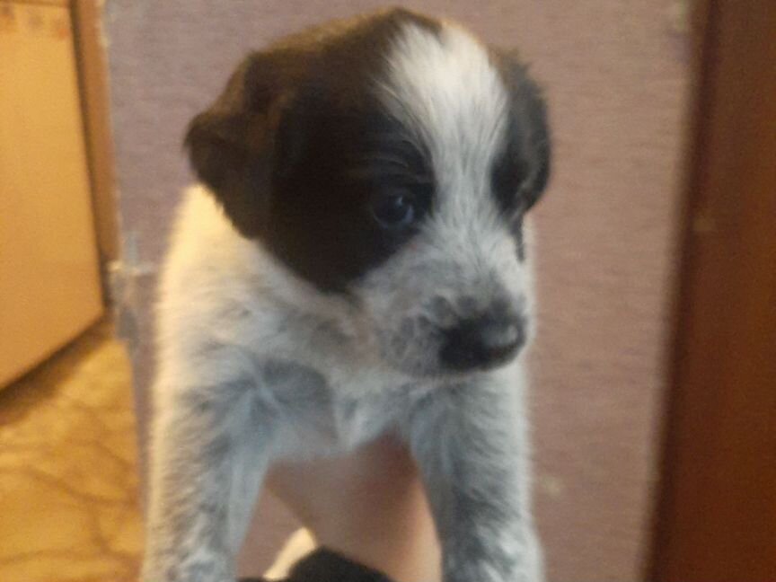 Отдадим щенков в добрые руки