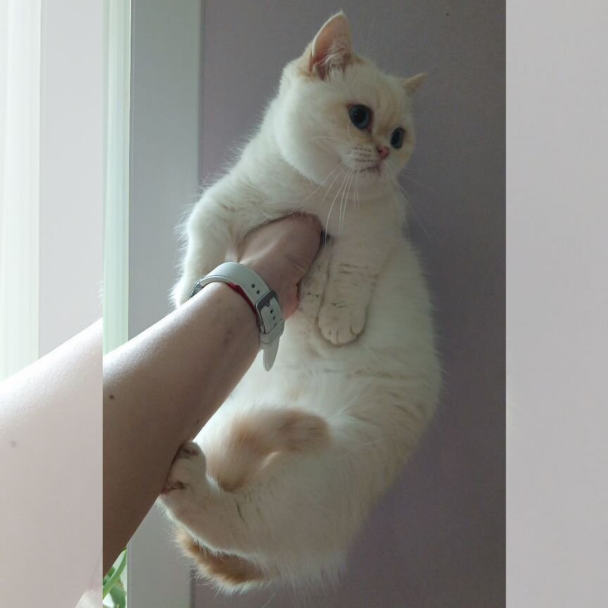 Манчкин котёнок