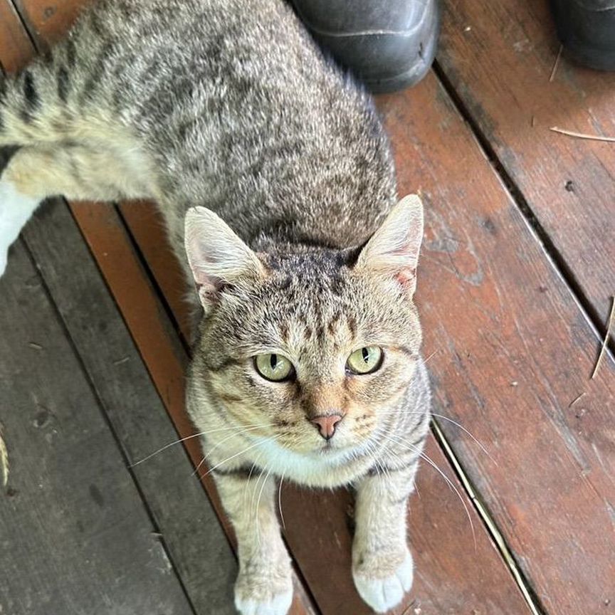 Котик в добрые руки